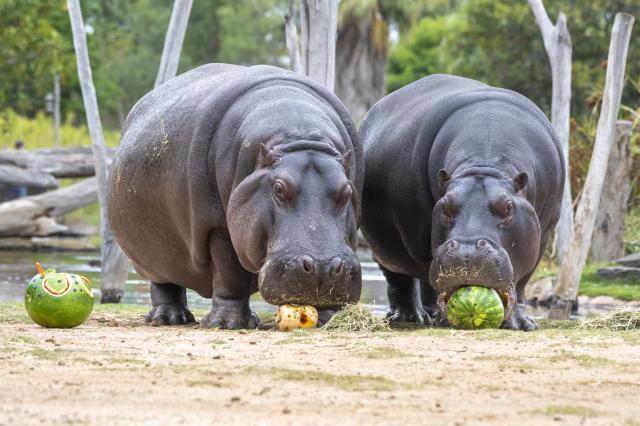 Hip-hippo hooray! | The Murray Valley Standard
