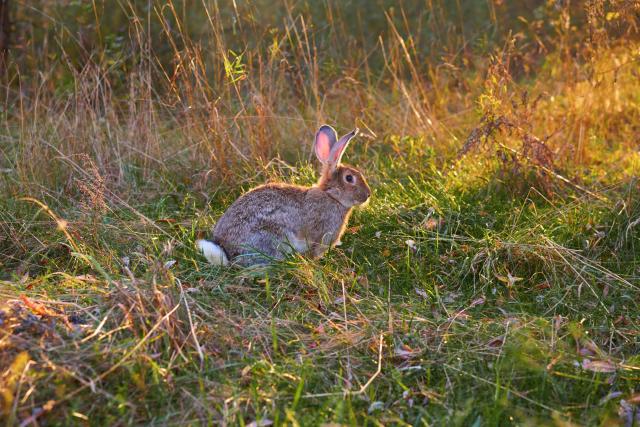 Rabbit baiting in Coorong | The Murray Valley Standard