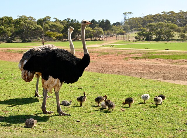 Safari park's baby boom | The Murray Valley Standard