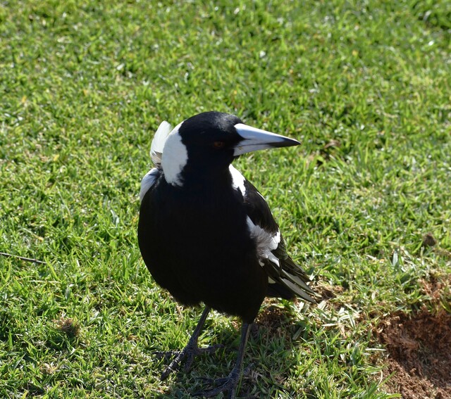 Swooping season is upon us | The Murray Valley Standard